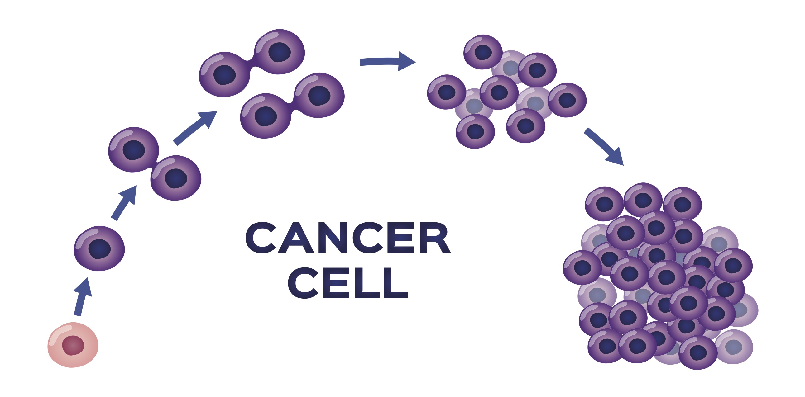 Science Break! Cancer 101: How Normal Cells Become Transformed Into ...