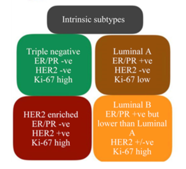 HER2 positive breast cancer | Talking Tatas